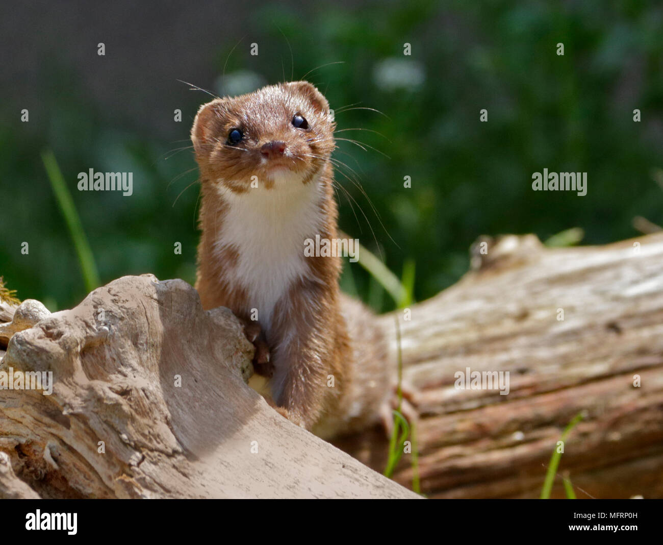 Eurasian Weasel/Least Weasel (mustela nivalis Stock Photo - Alamy