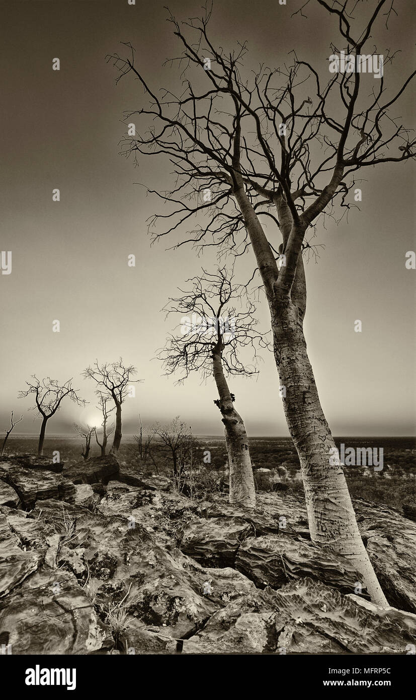Moringa trees (Moringa ovalifolia), Etosha National Park, Namibia ...