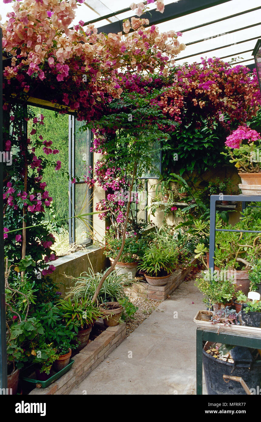 Vine around window hi-res stock photography and images - Alamy