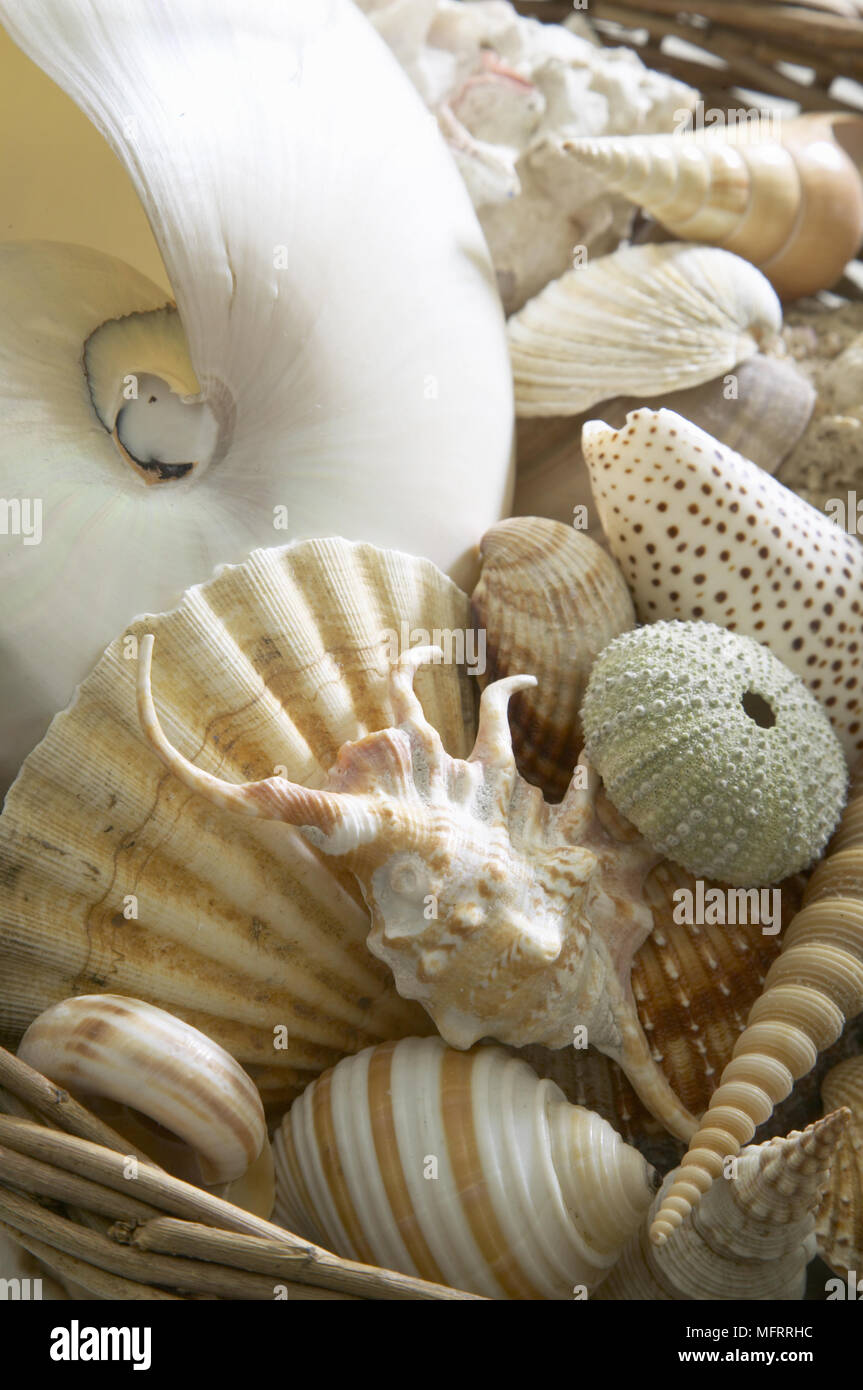 Sea shells in basket Stock Photo - Alamy