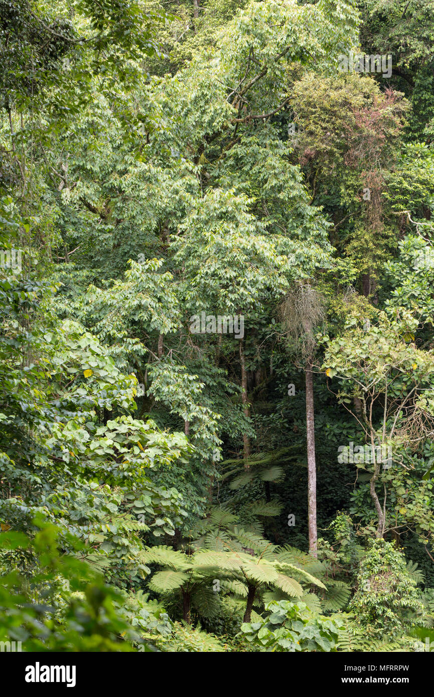 Dense vegetation in tropical rainforest jungle, Bwindi Impenetrable ...