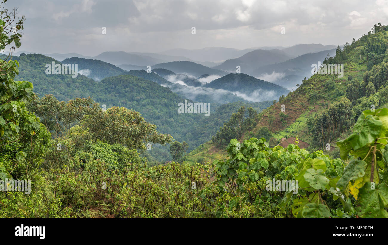 Tropical rainforest, hilly landscape with clouds in the back, Bwindi ...