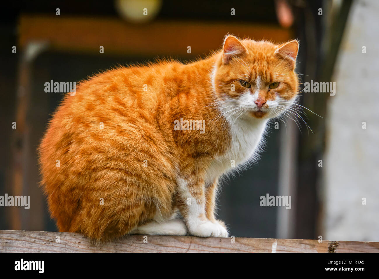 Headshot of a ginger cat hi-res stock photography and images - Alamy