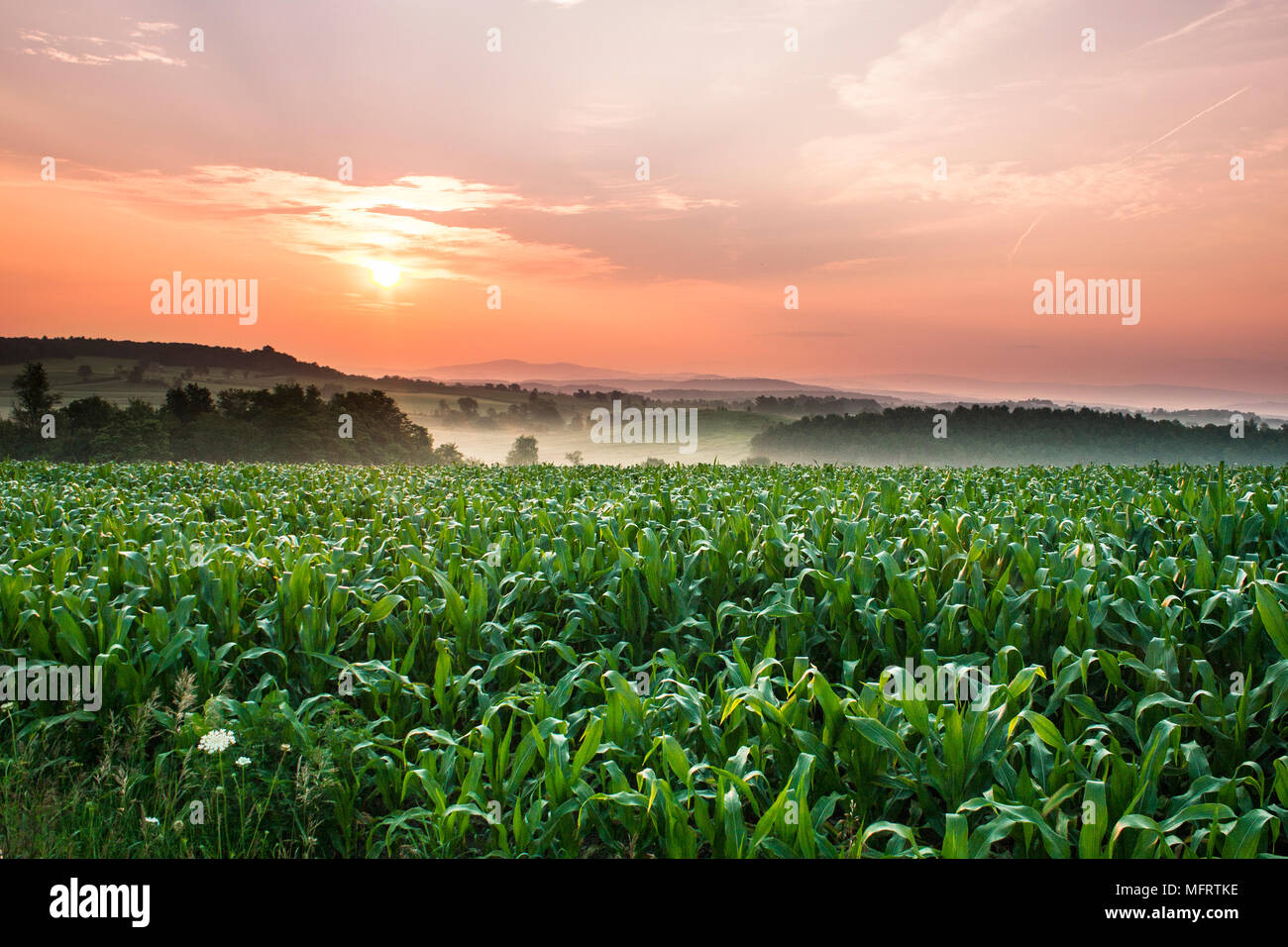 Rising sun over a corn field fog an mountains in the back Stock Photo ...