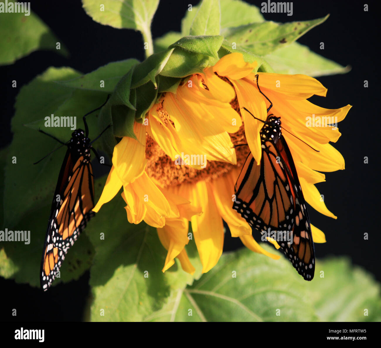 Two monarch butterflies on sunflower Stock Photo - Alamy