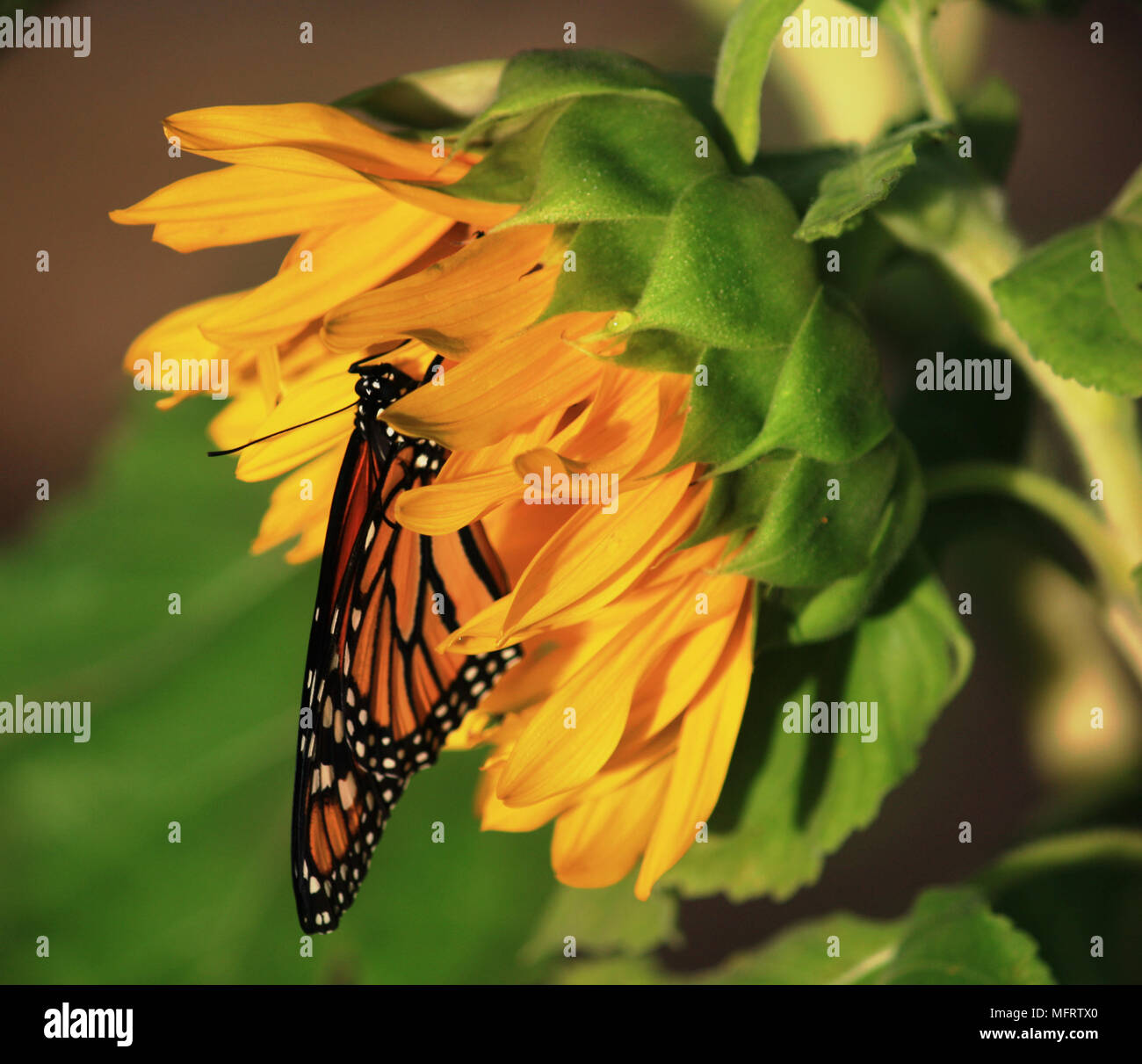 Monarch butterfly on sunflower Stock Photo - Alamy