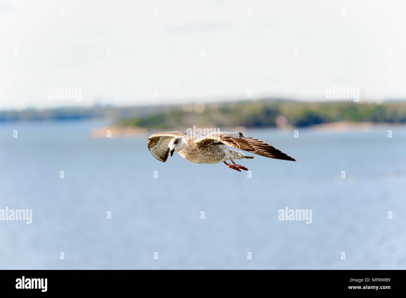 Little bird flyes in the sky Stock Photo - Alamy