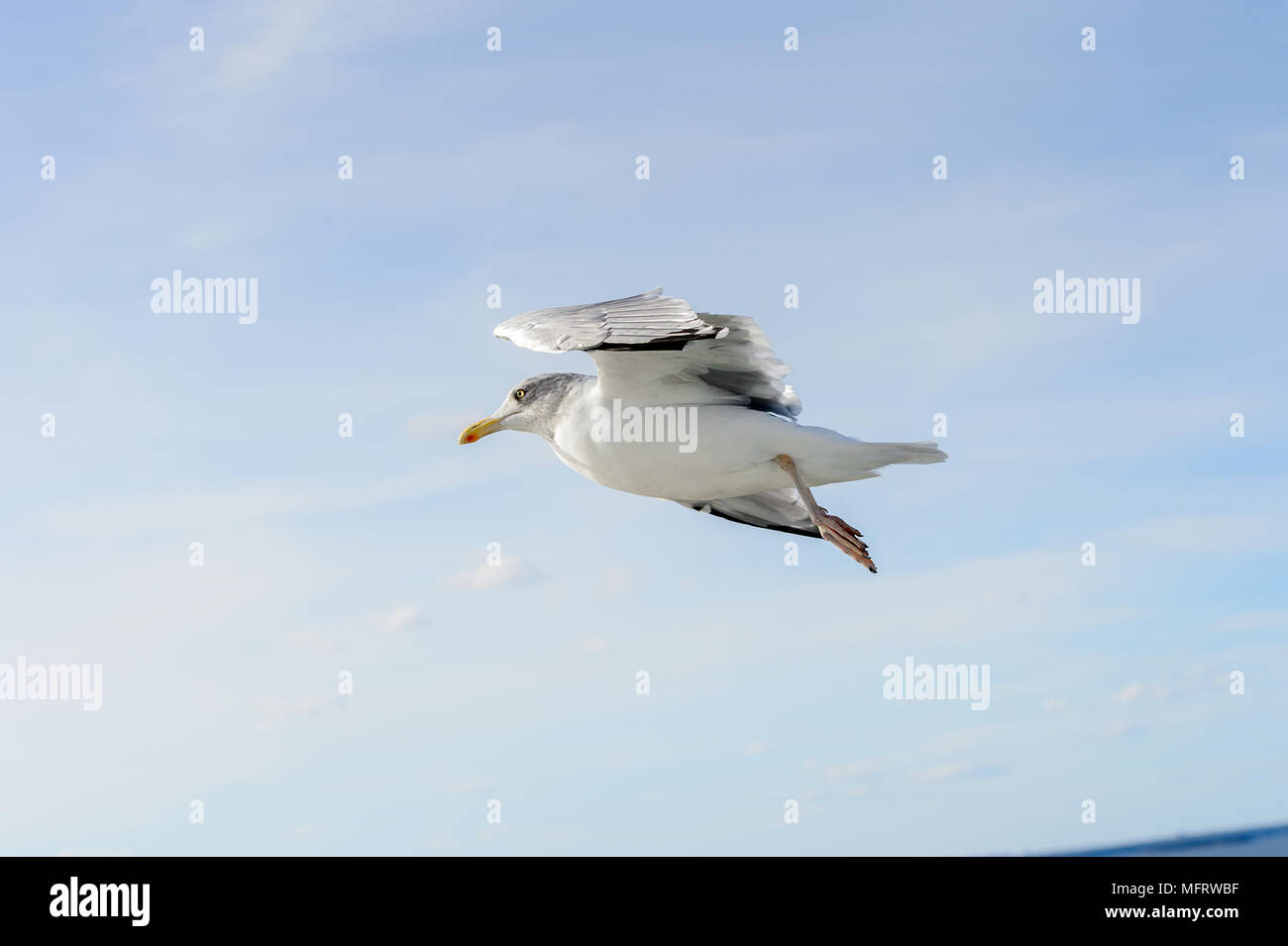 Little bird flyes in the sky Stock Photo - Alamy