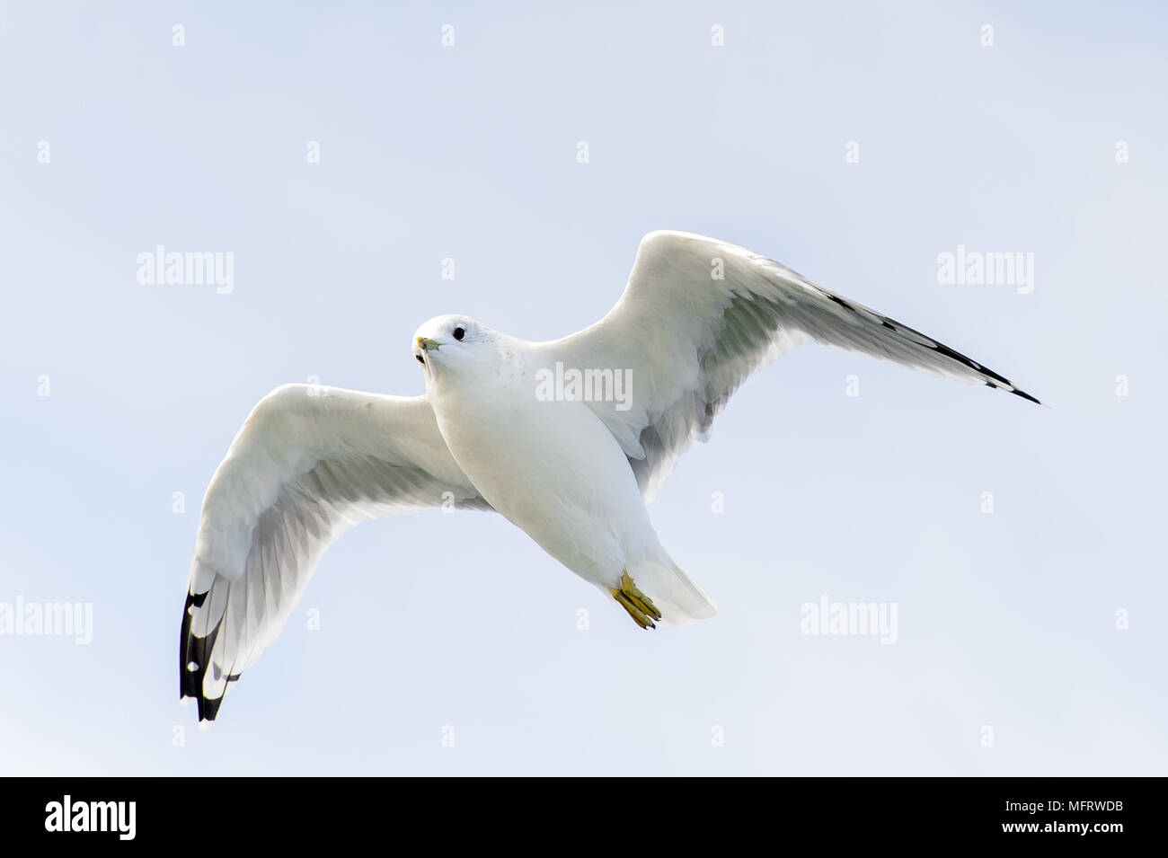Little bird flyes in the sky Stock Photo - Alamy