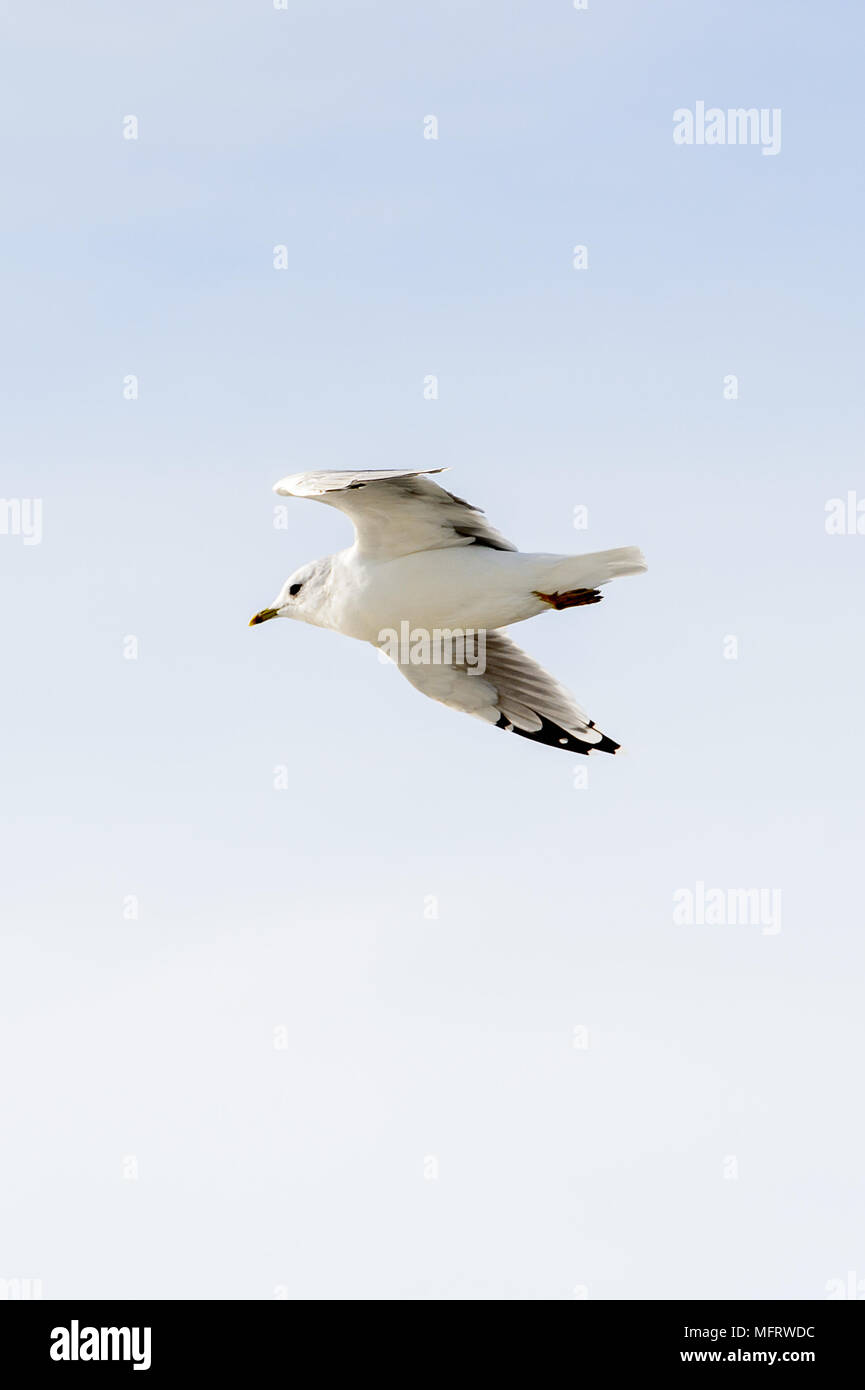 Sea gull flyes in the sky Stock Photo - Alamy