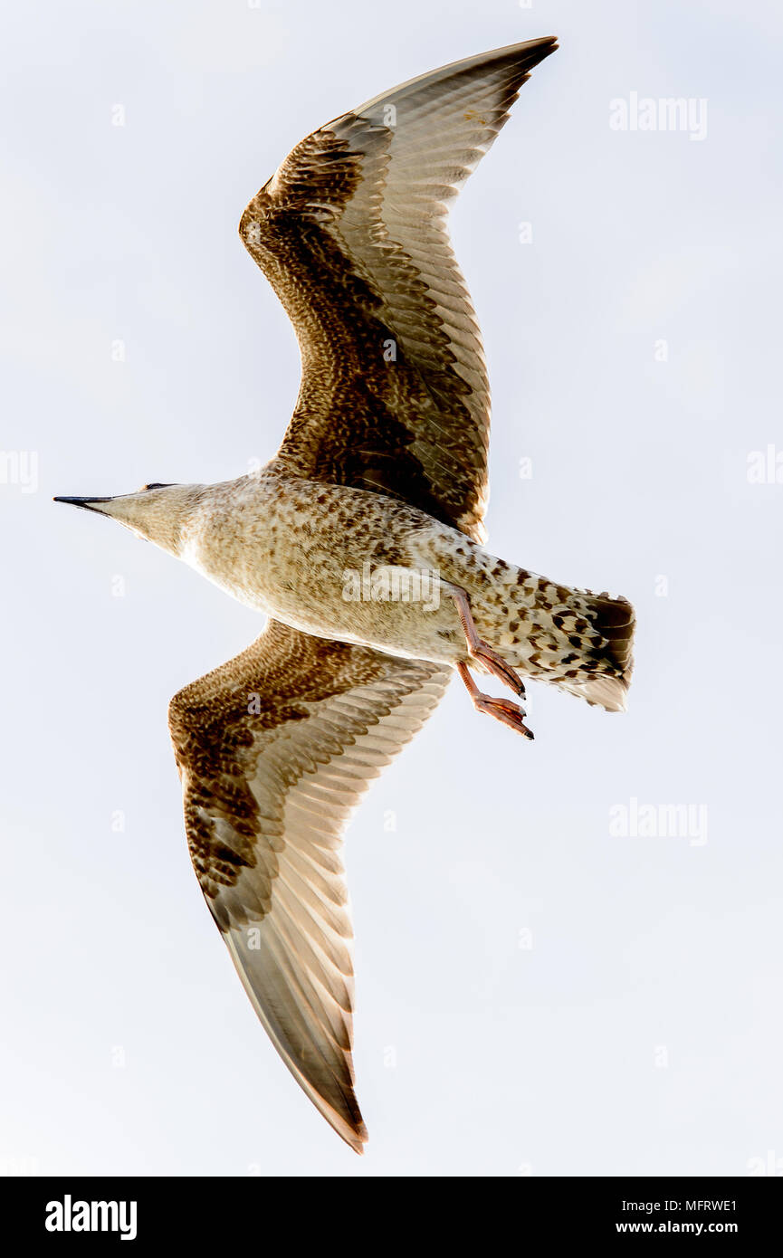 True gull hi-res stock photography and images - Alamy