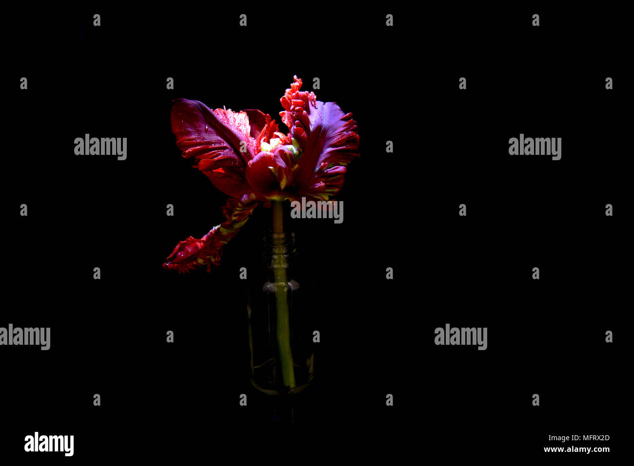 Frilled tulip hi-res stock photography and images - Alamy