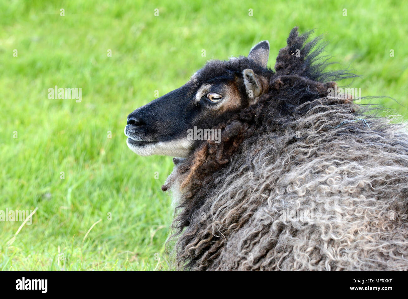 Shetland sheep hi-res stock photography and images - Alamy
