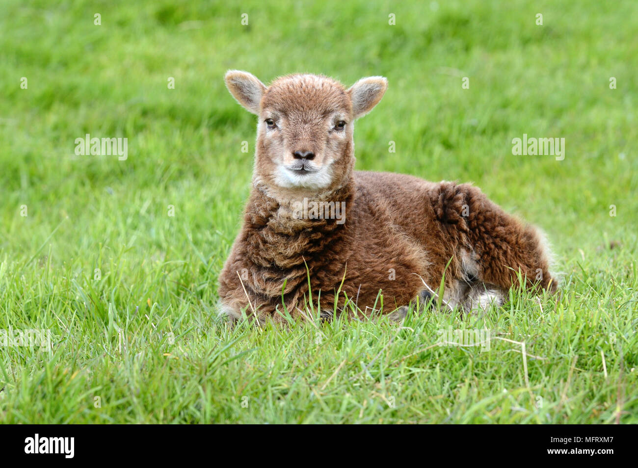 Native Shetland Sheep and lambs on a croft in Shetland Stock Photo - Alamy