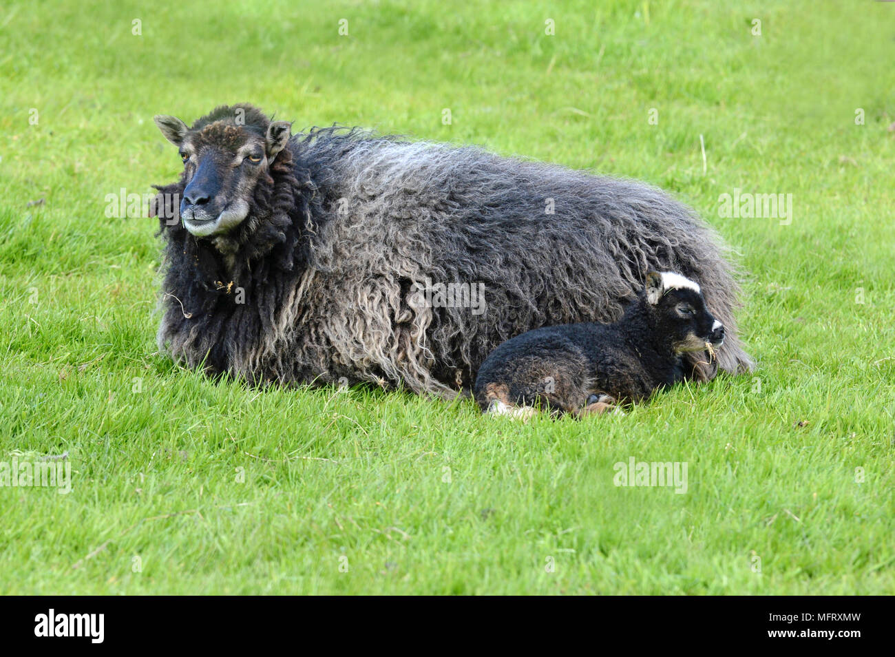 Shetland Ram High Resolution Stock Photography and Images - Alamy