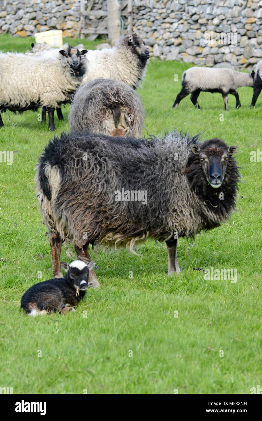Shetland ram hi-res stock photography and images - Alamy