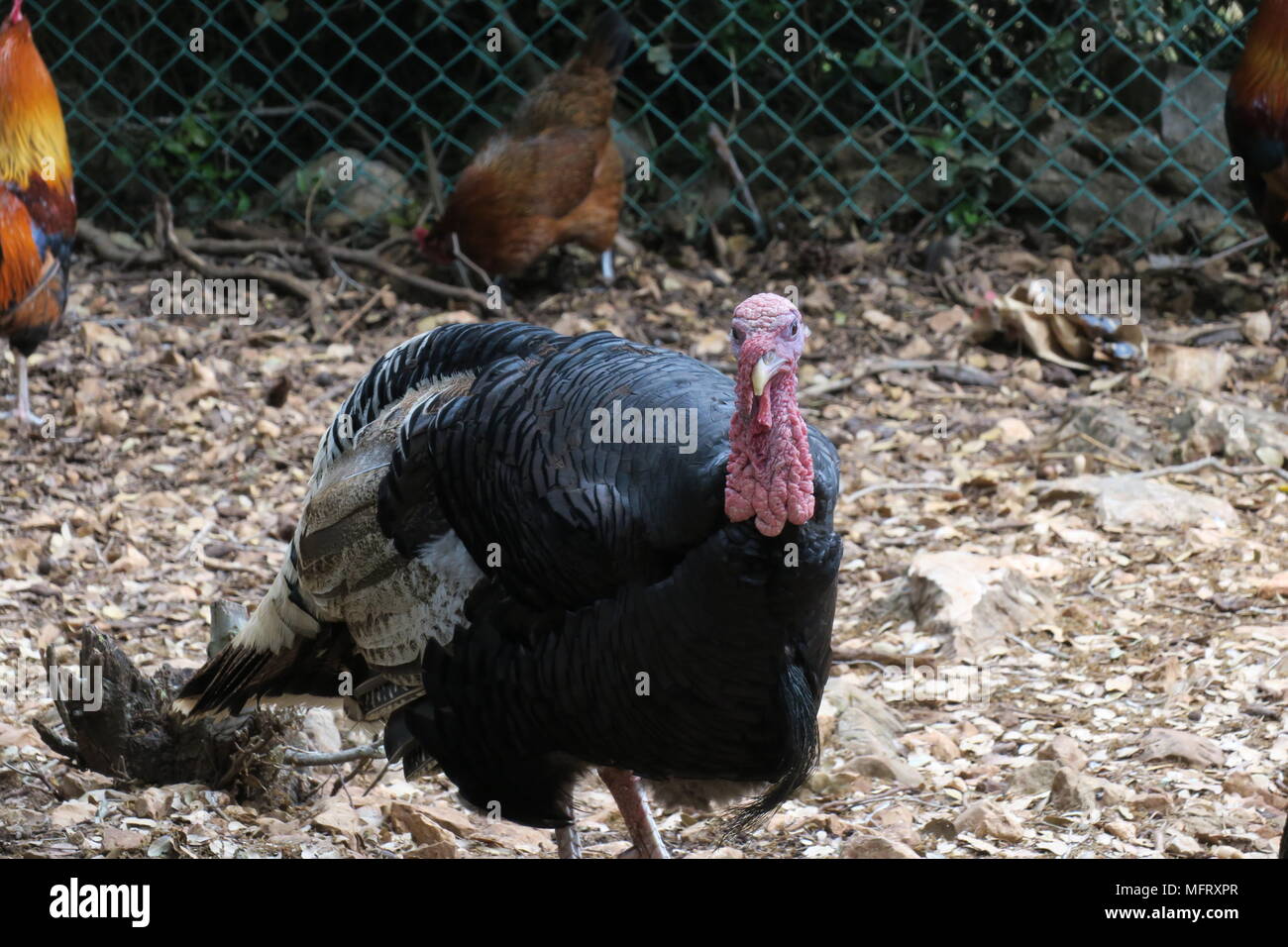 Turkey in the farm Stock Photo - Alamy