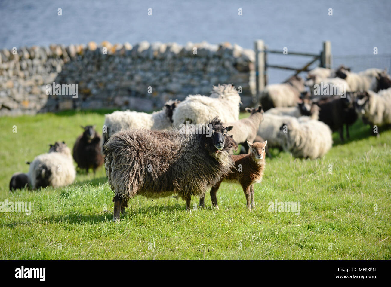 Native Shetland Sheep and lambs on a croft in Shetland Stock Photo - Alamy