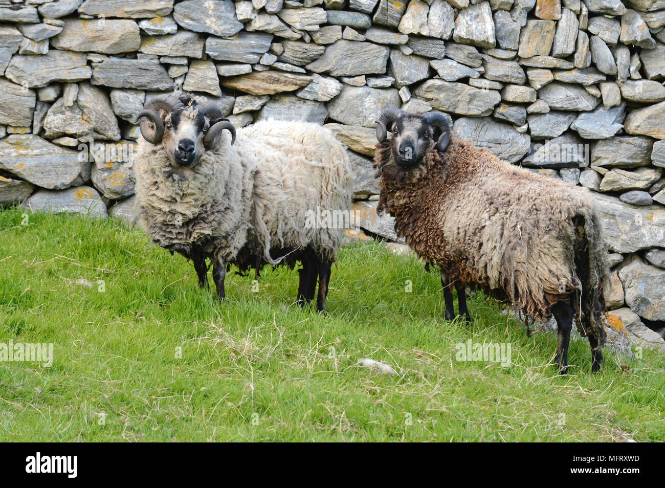 Native Shetland Sheep and lambs on a croft in Shetland Stock Photo - Alamy