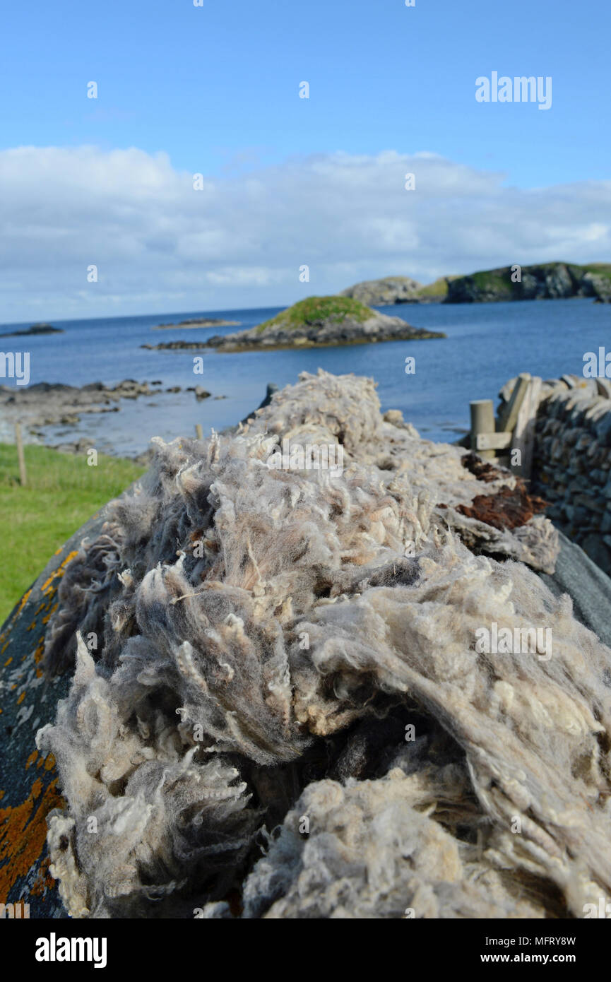 Native Shetland wool unprocessed taken from local ewes and rams on the ...