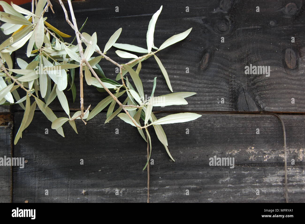 Olive tree spain house hi-res stock photography and images - Alamy