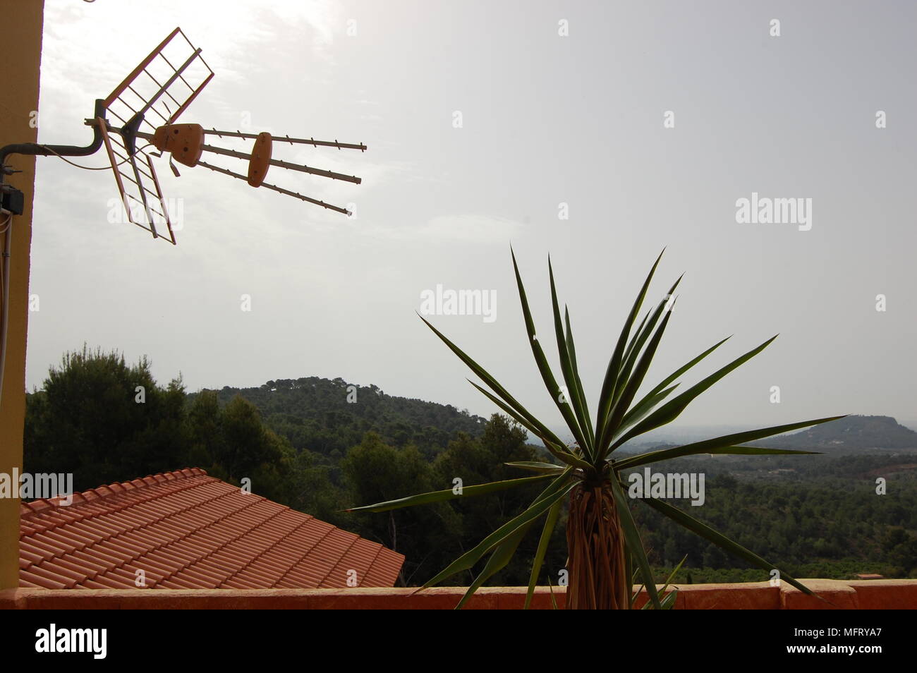 Peaked palm tree hi-res stock photography and images - Alamy