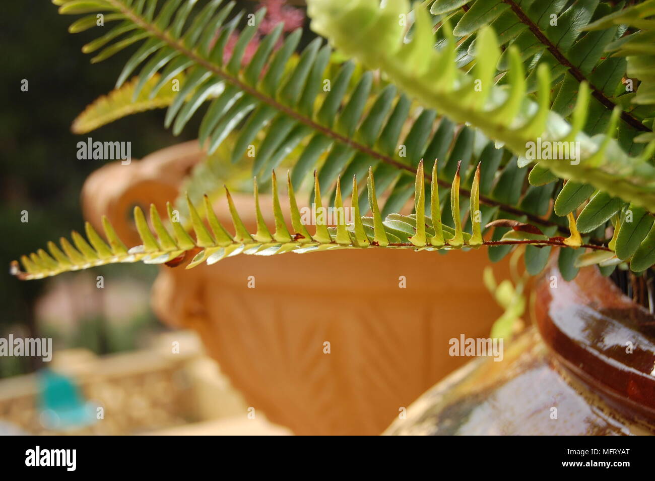 Long flower pot hi-res stock photography and images - Alamy