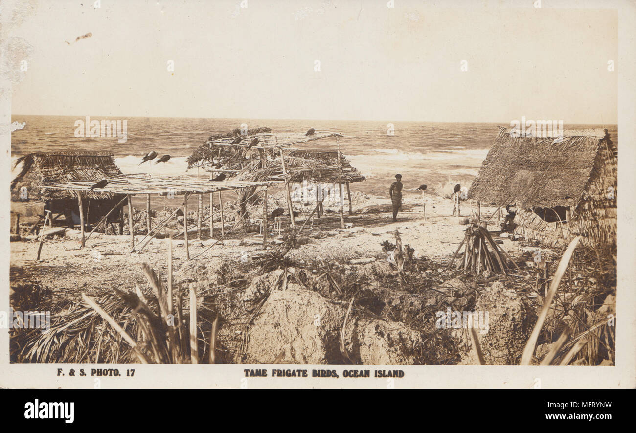 Real Photographic Postcard of Tame Frigate Birds on Ocean Island Stock ...