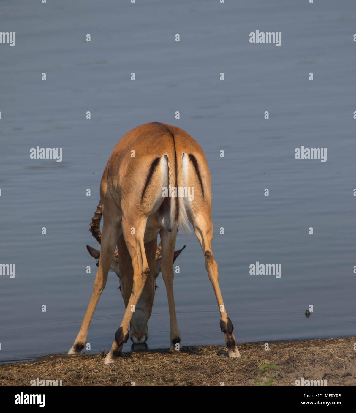 Rear view of a bachelor impala ram drinking water image with copy space ...