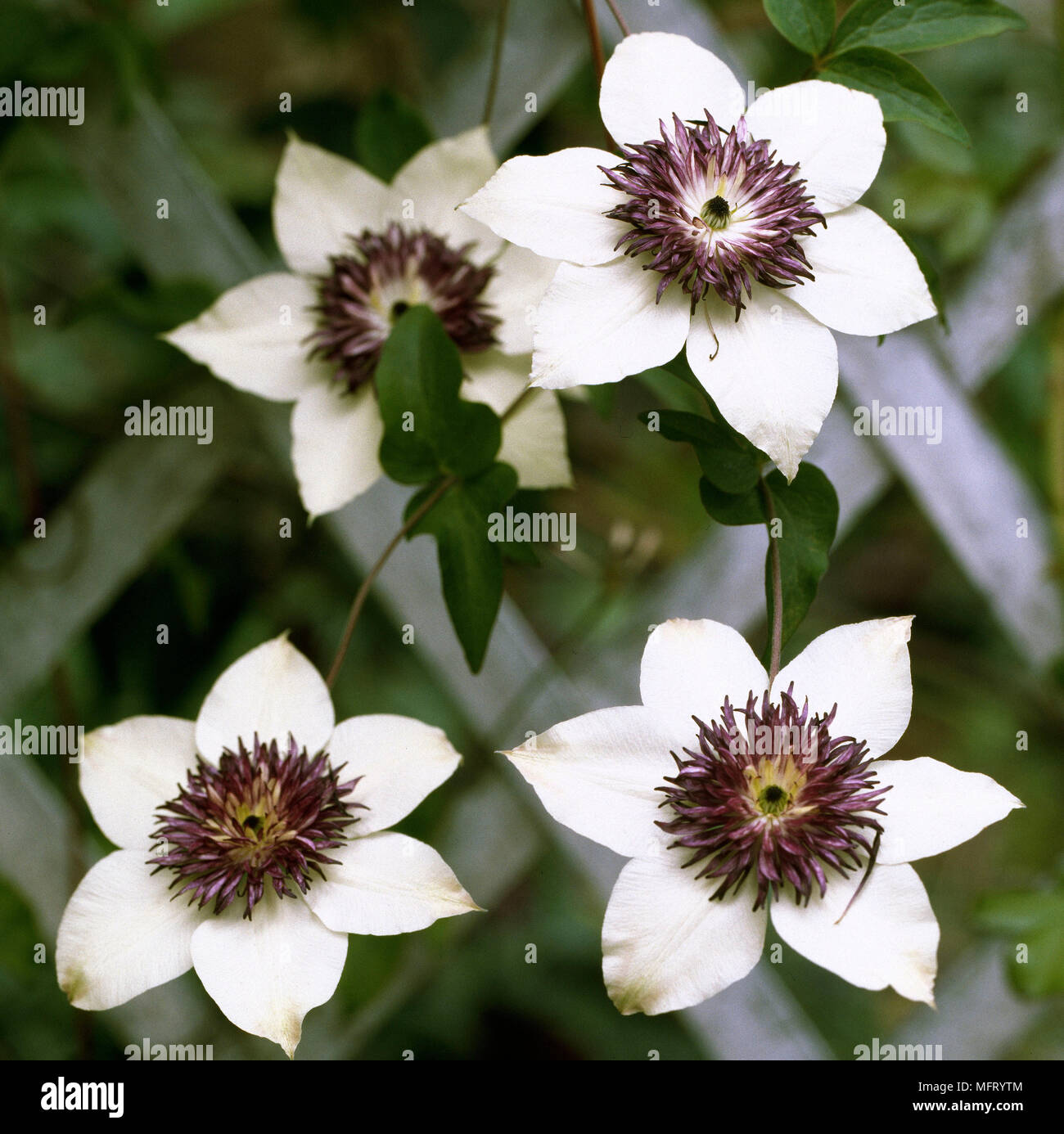 White clematis Climbers shrubs flowers detail Stock Photo - Alamy