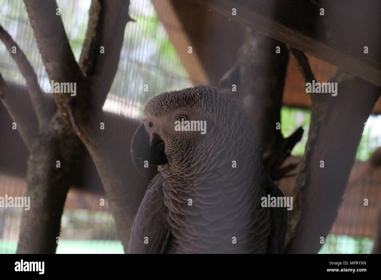 Caged parrot looking into the camera Stock Photo - Alamy