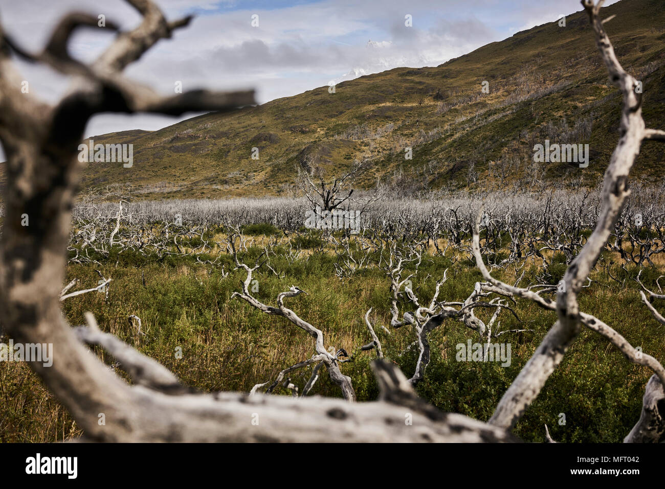 Dead People Plane High Resolution Stock Photography and Images - Alamy