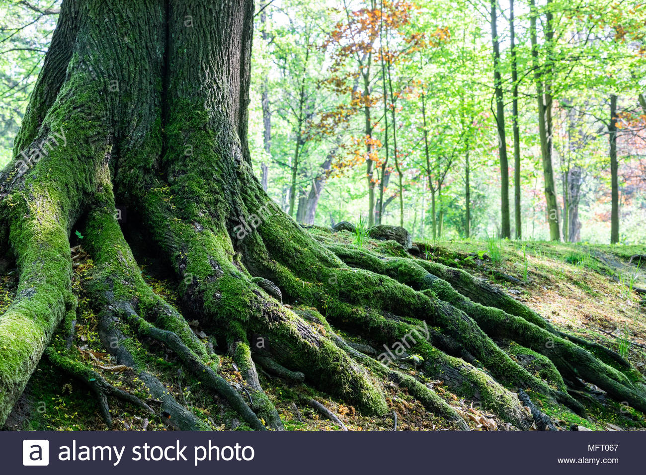Underground Tree Roots Stock Photos & Underground Tree Roots Stock ...