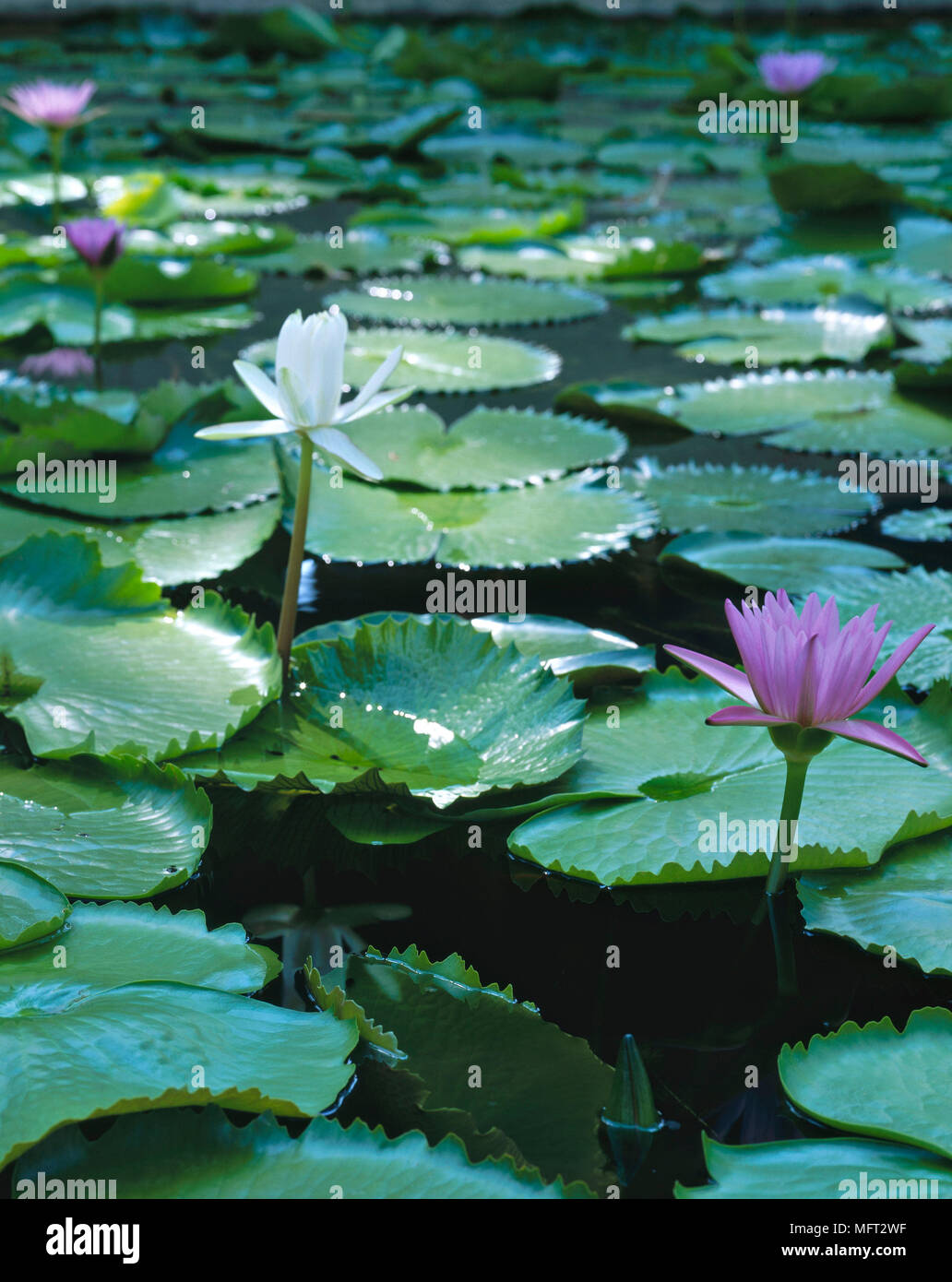 Water lilies lotus flowers floating in pool Stock Photo - Alamy
