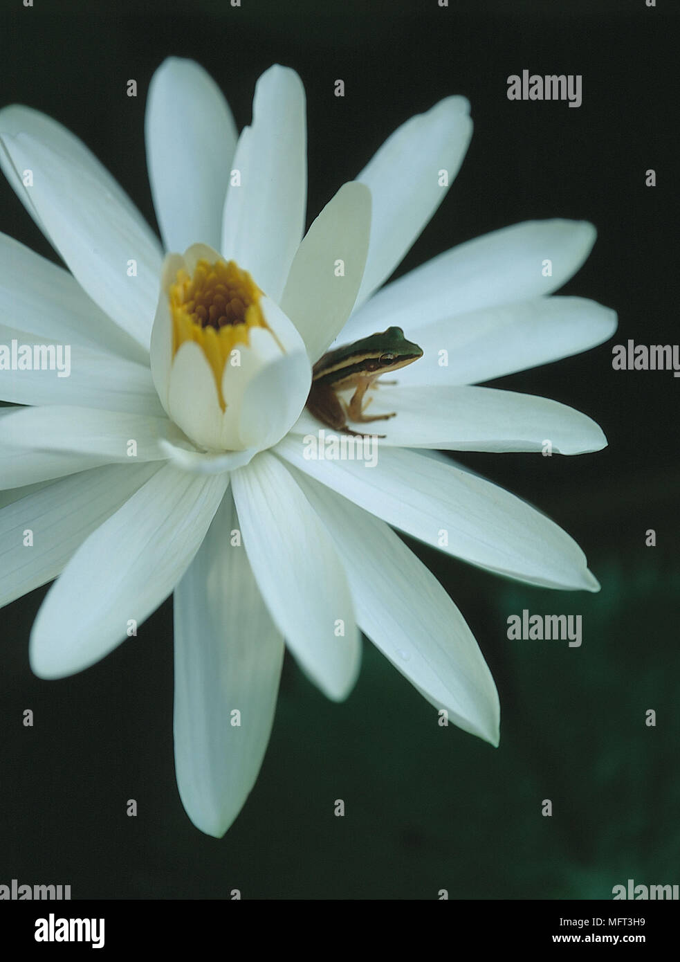 Frog sitting on lotus flower hi-res stock photography and images - Alamy