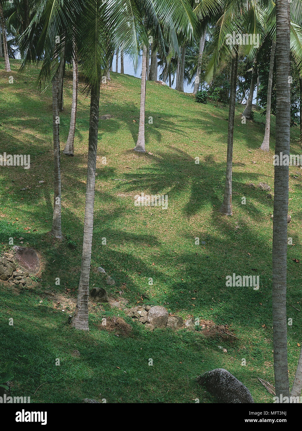 Cocoa palm trees in grounds of private Thai villa Gardens villas ...