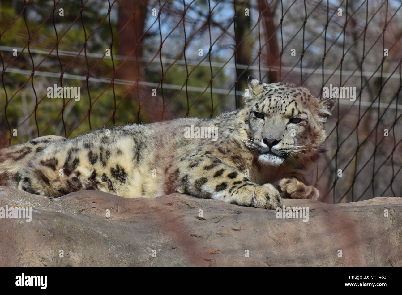 Spotted snow leopard hi-res stock photography and images - Alamy