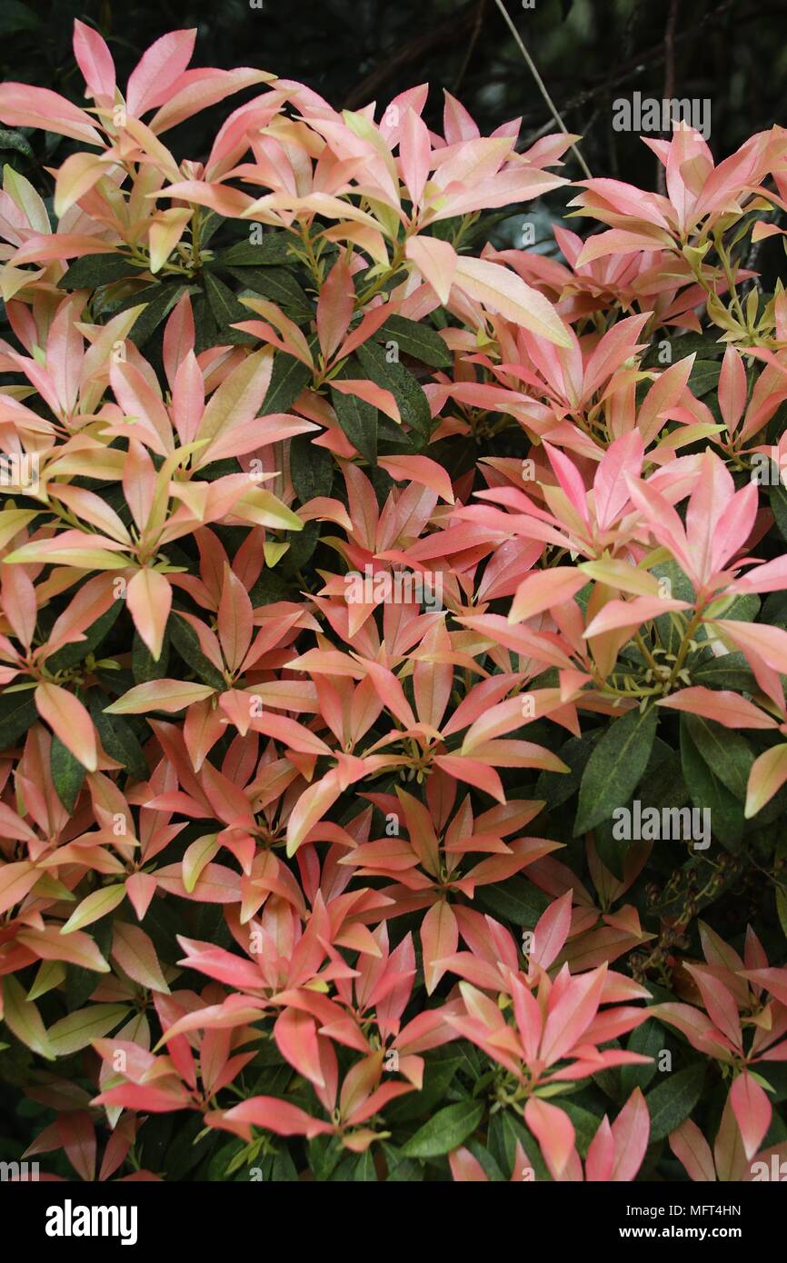 Flaming silver hi-res stock photography and images - Alamy