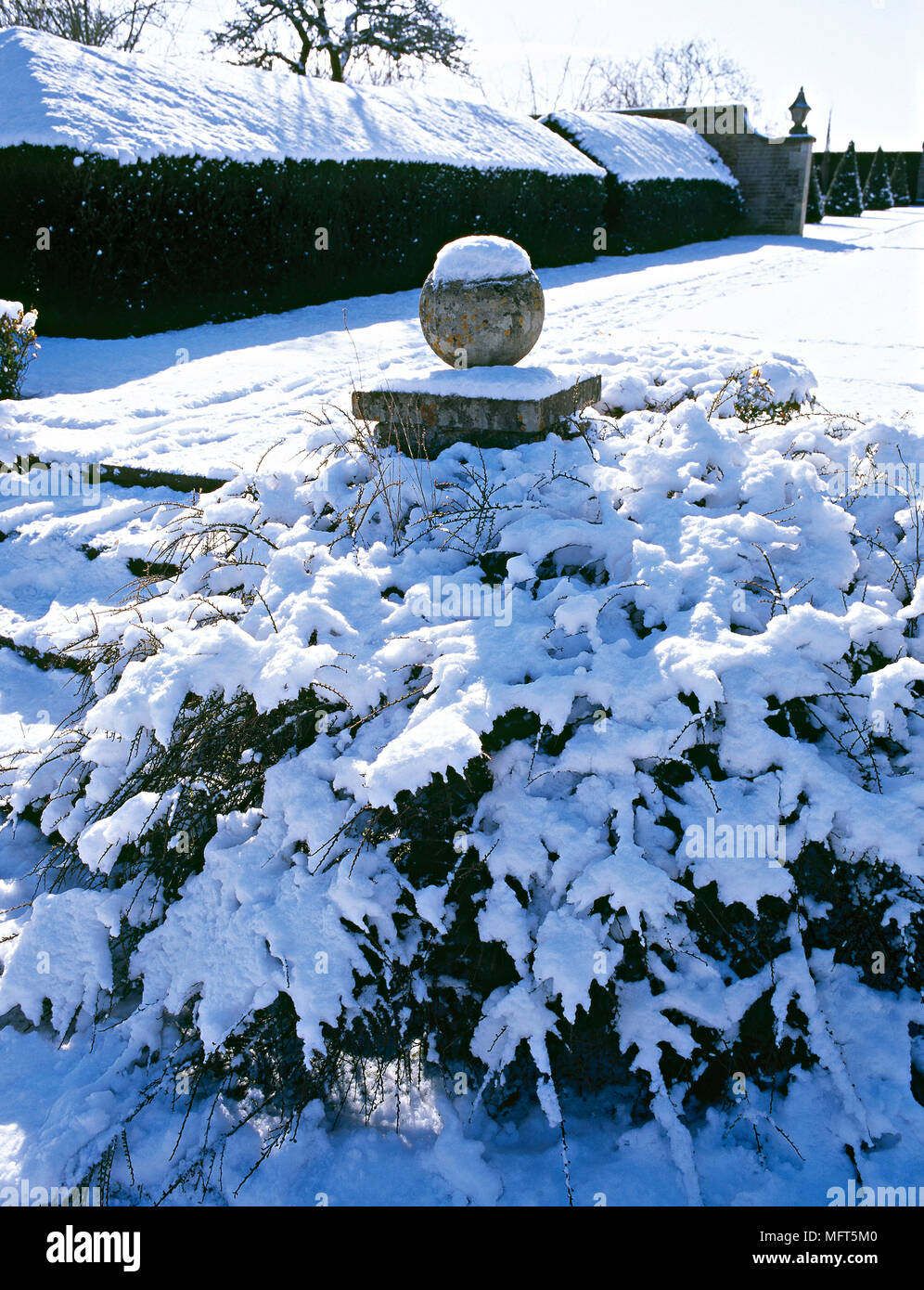 Snow covered winter garden with clipped shrubs Stock Photo - Alamy