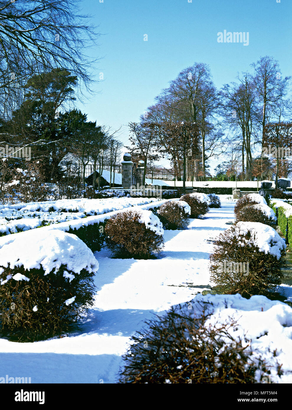 Snow covered winter garden with hedging and clipped shrubs Stock Photo ...