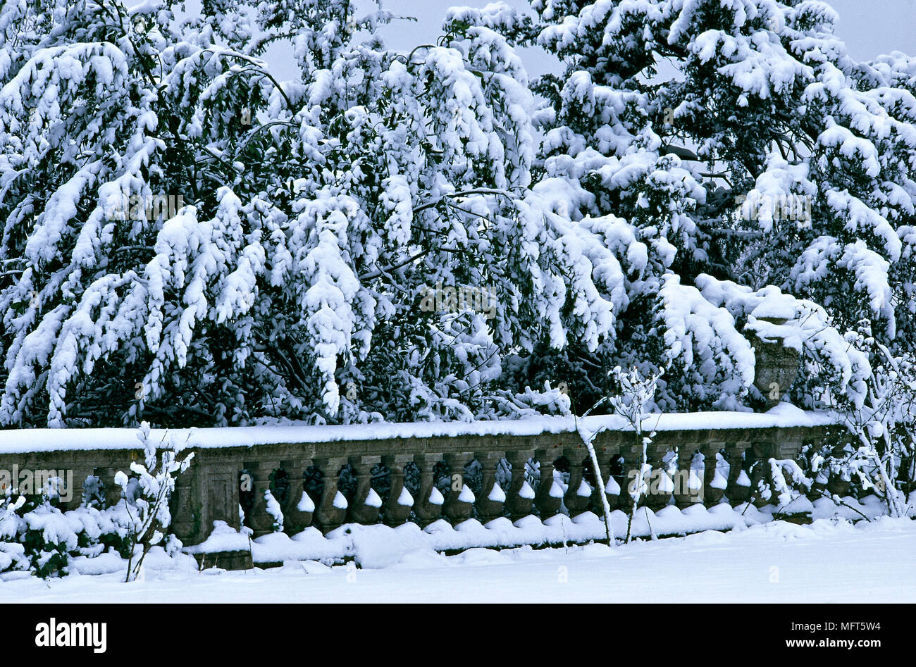 Crowe Hall, snow covered fir tree and balustrade Stock Photo - Alamy