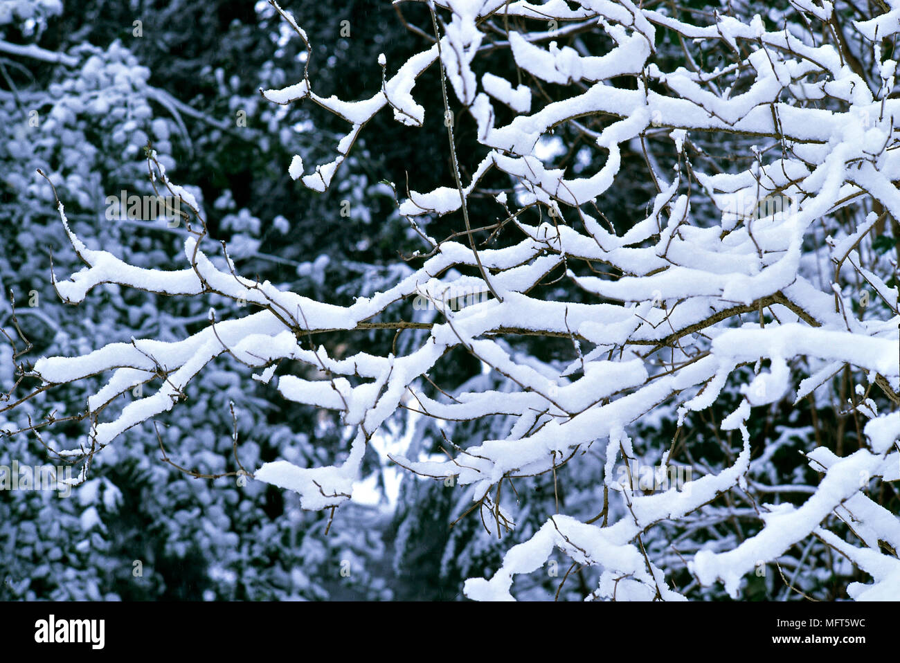 Snow covered tree branches Stock Photo - Alamy