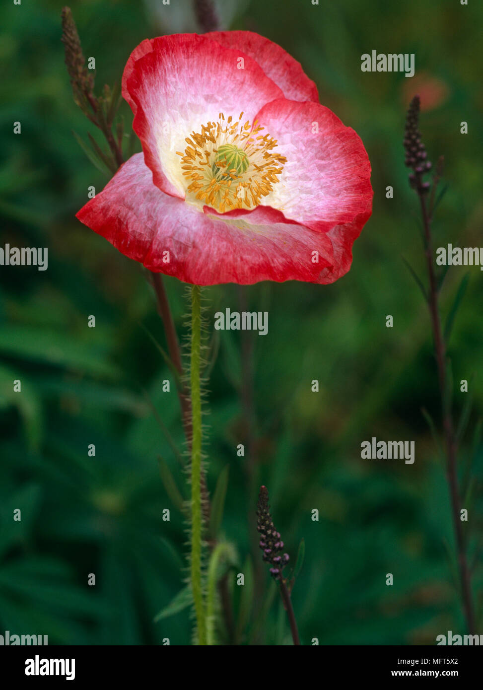 Poppy stem head close up hi-res stock photography and images - Alamy