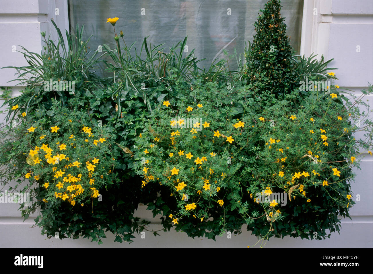A detail of the exterior of a window with a window box, planted with ...