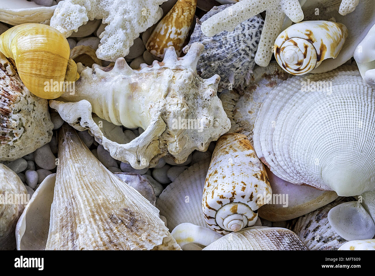 Group of shells hi-res stock photography and images - Alamy