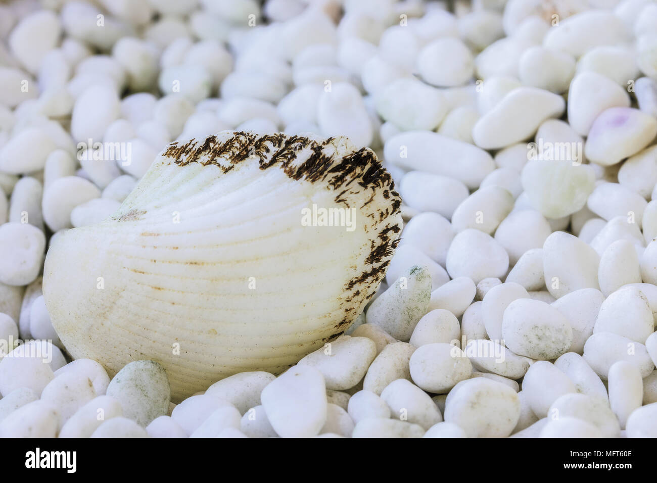 Seashell image hi-res stock photography and images - Alamy