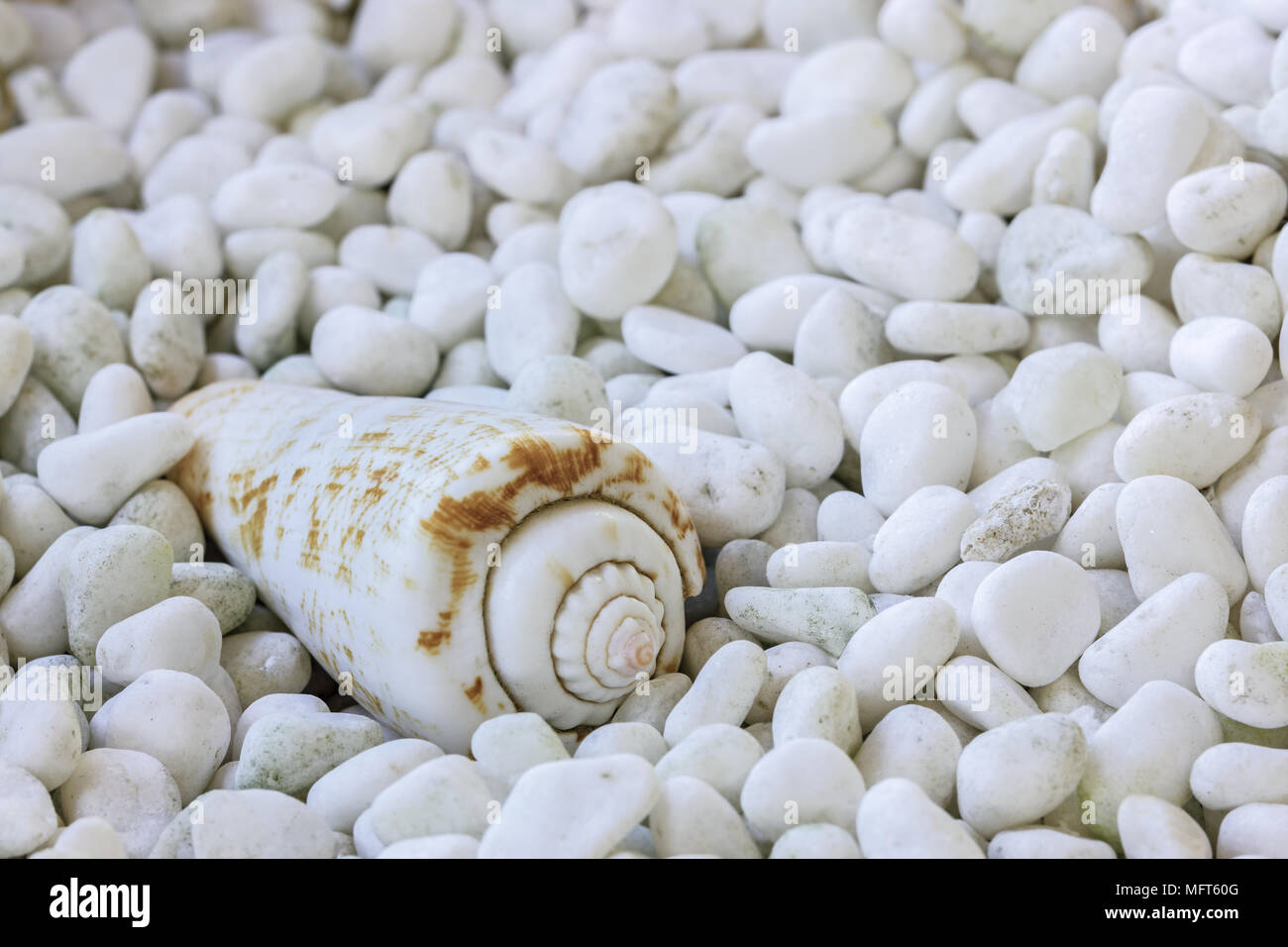 Seashell design hi-res stock photography and images - Alamy