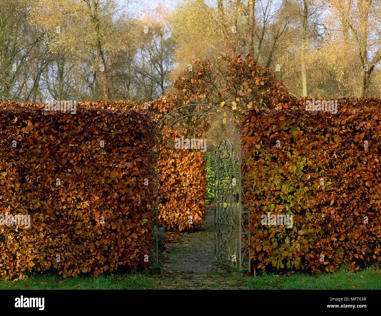 Beech Hedging High Resolution Stock Photography and Images - Alamy
