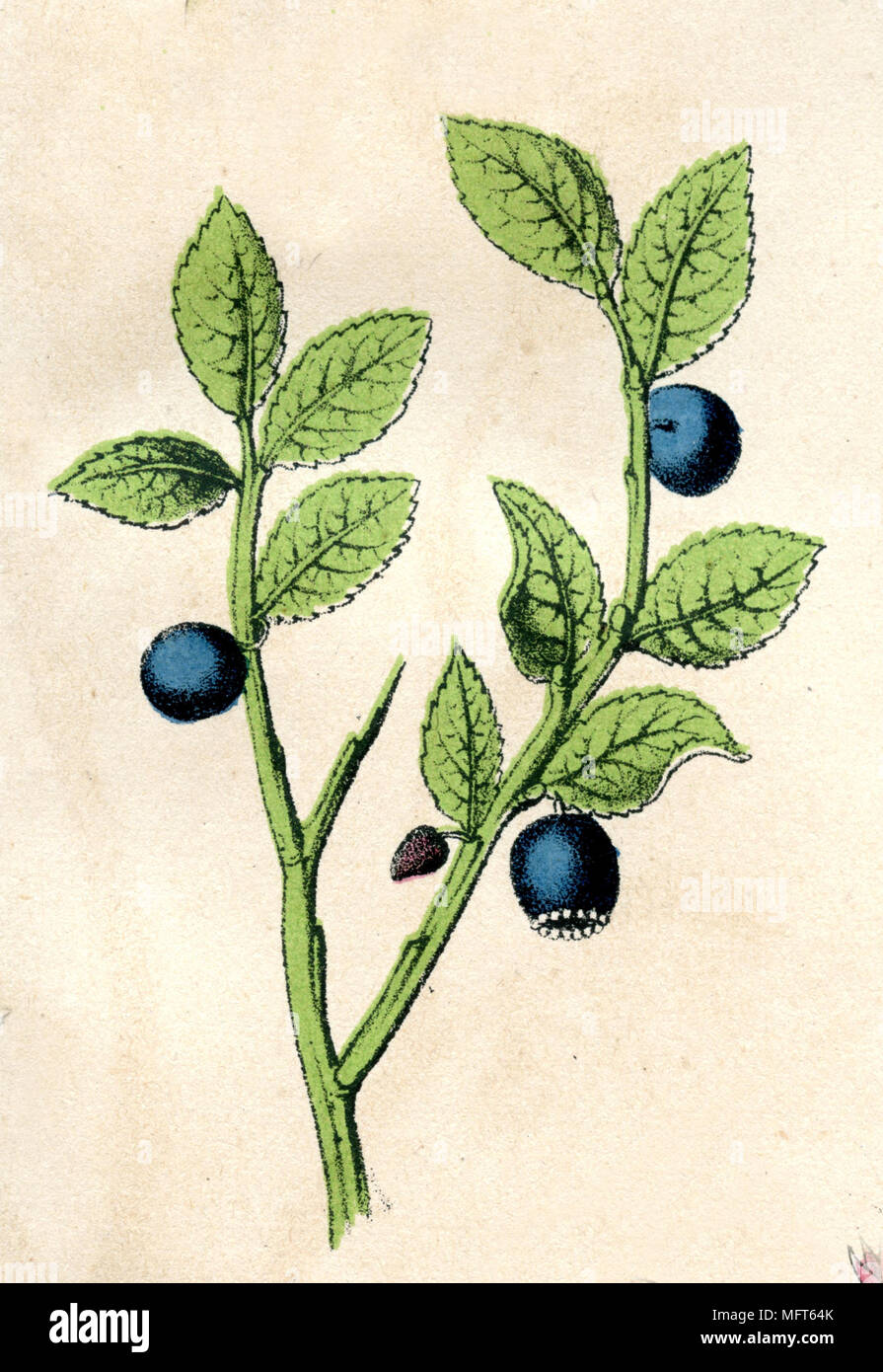 European blueberry Stock Photo - Alamy