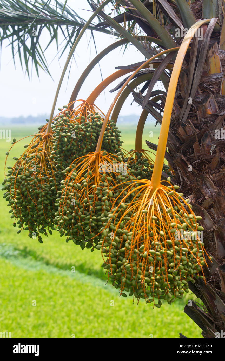 Date plam tree hi-res stock photography and images - Alamy